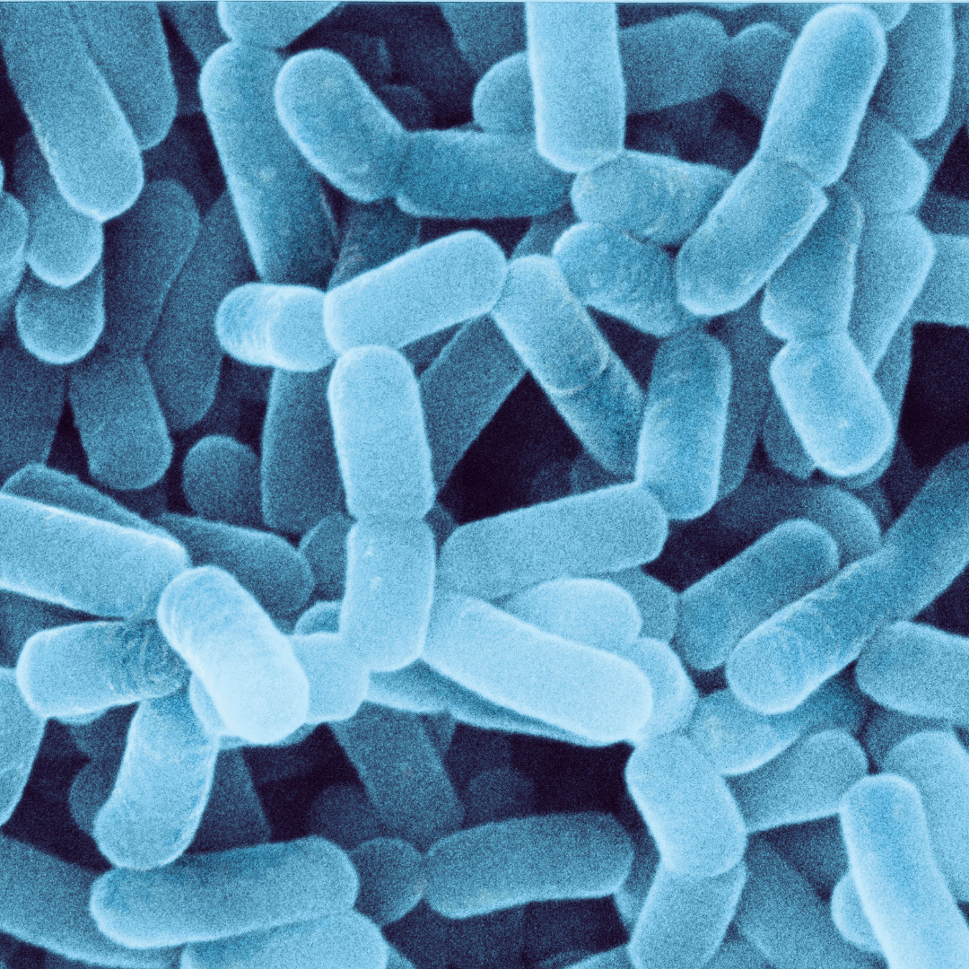 Get to know the Lacticaseibacillus paracasei Shirota Strain (LcS ...